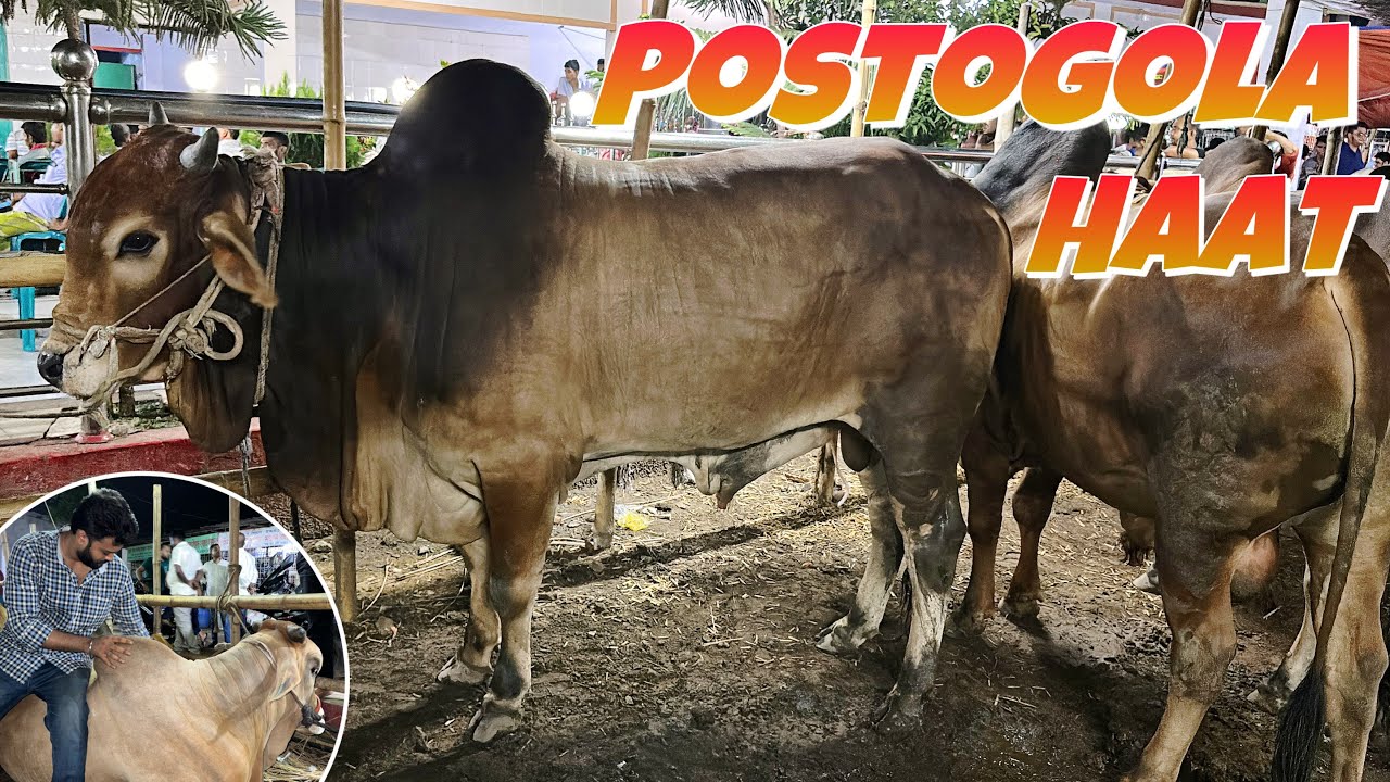 Postogola shoshan ghat gorur haat | Jomjomat qurbanir gorur haat ...