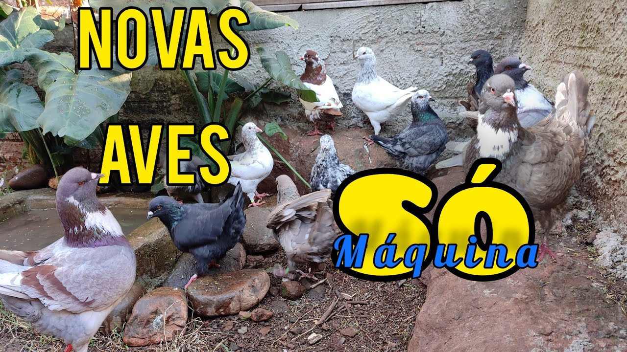 Novas Aves Do Criatório Aumentamos Nosso Plantel De Pombos King - YouTube