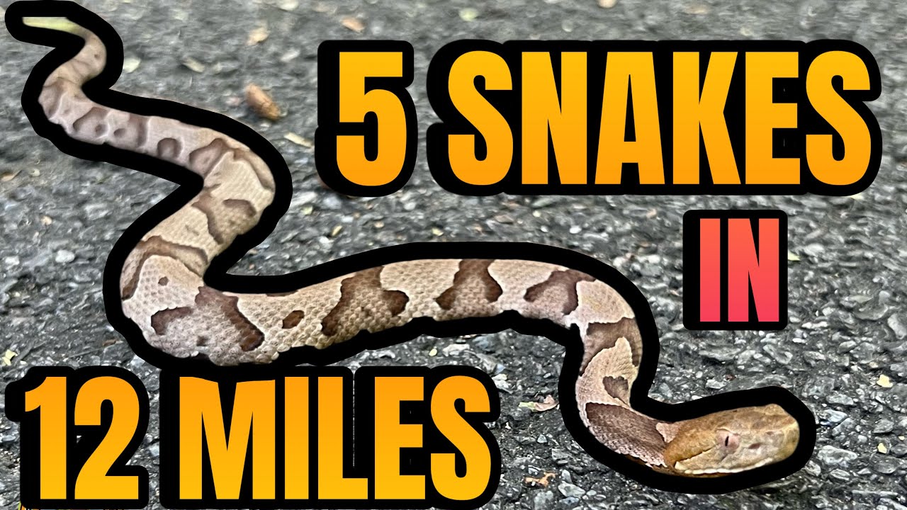 5 SNAKES IN 12 MILES! - YouTube