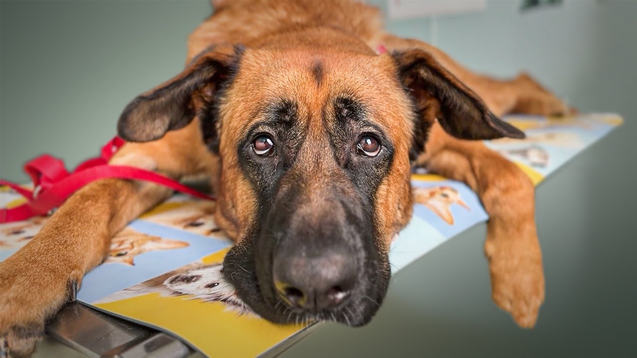 This dog is suffering but no one sees it! - YouTube