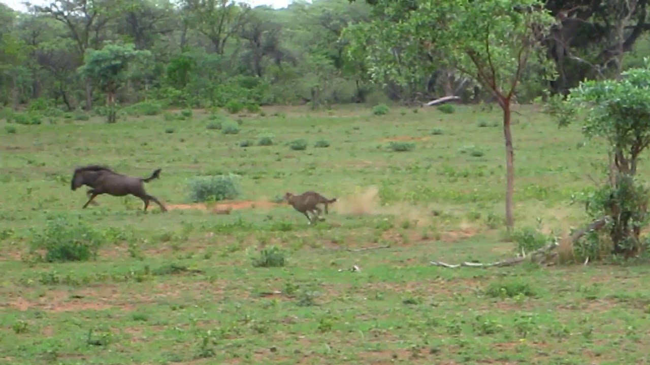 Cheetah chasing Wildebeest in wild Africa - YouTube