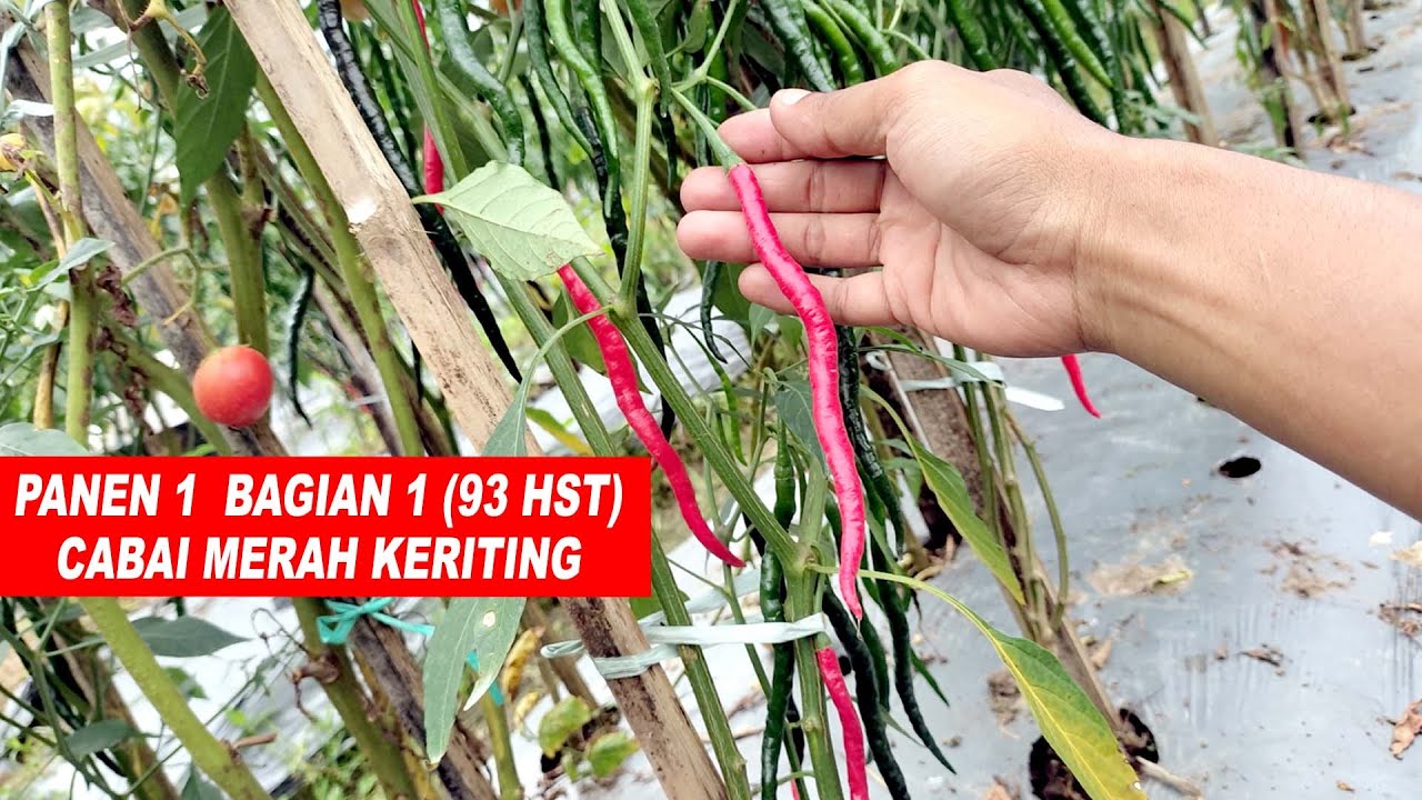 Panen 1 | Bagian 1 | Cabai Merah Keriting (CMK) 93 Hari Setelah Tanam ...