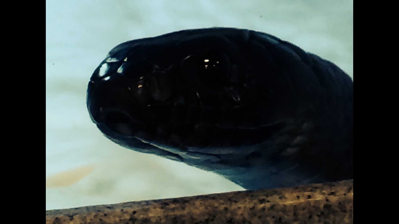 An Eastern Indigo Snake at Repticon Los Angeles - YouTube
