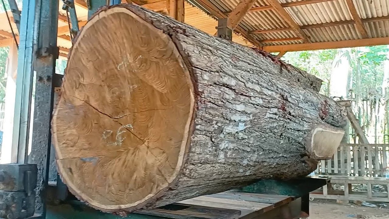 the largest giant acacia wood full of dense and hard fibers is sawn ...