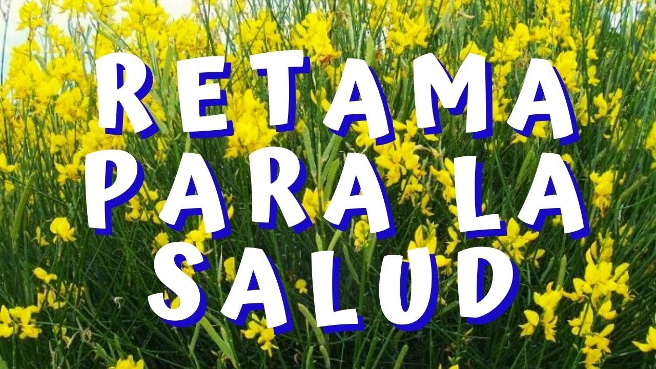RETAMA CHINA DE FLORES AMARILLAS - USO MEDICINAL - YouTube