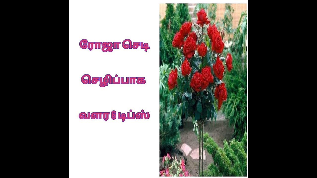How to grow rose plant fastly /Roja chedi chezhipa valara/ Gardening ...