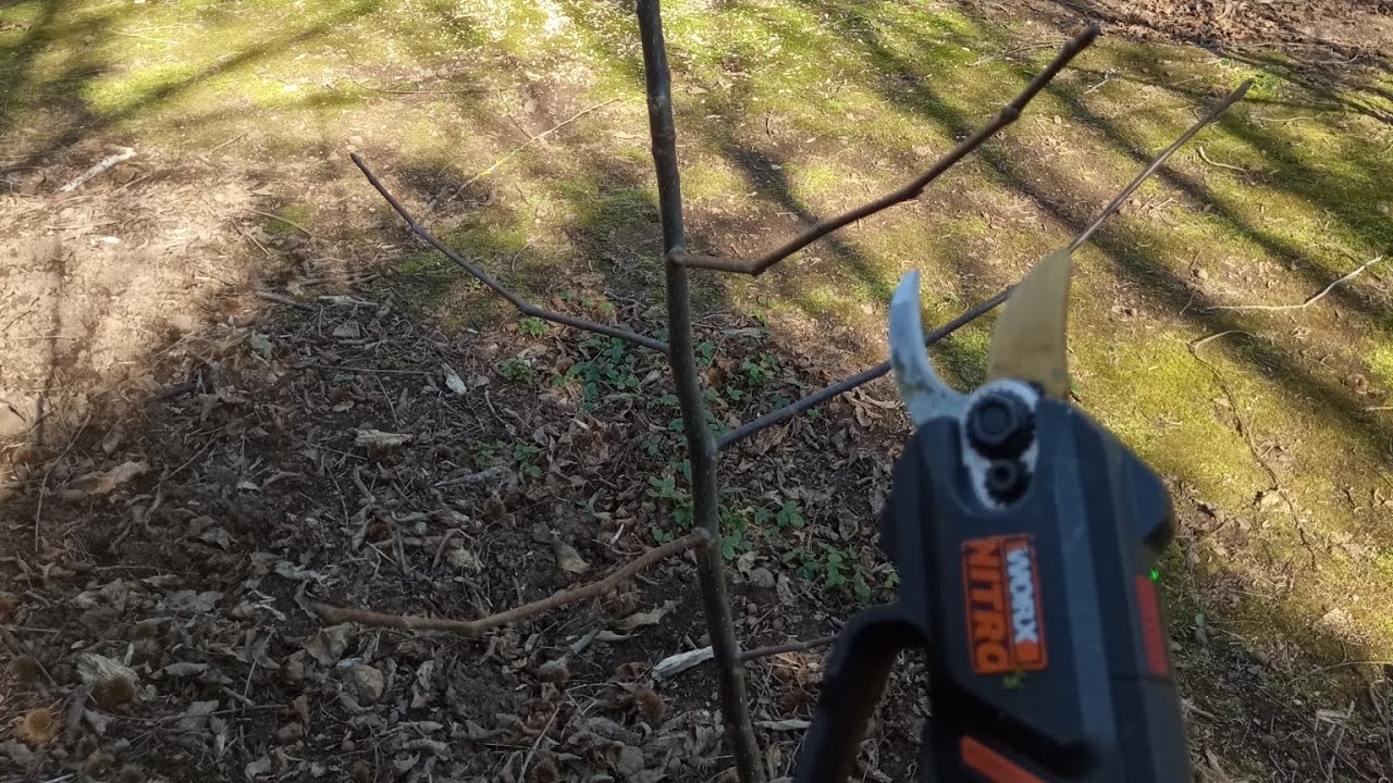 COME POTARE LA NOCE SENZA DANNEGGIARLA....???!😉 - YouTube