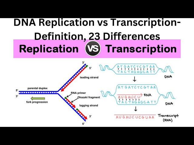 Transcription Definition