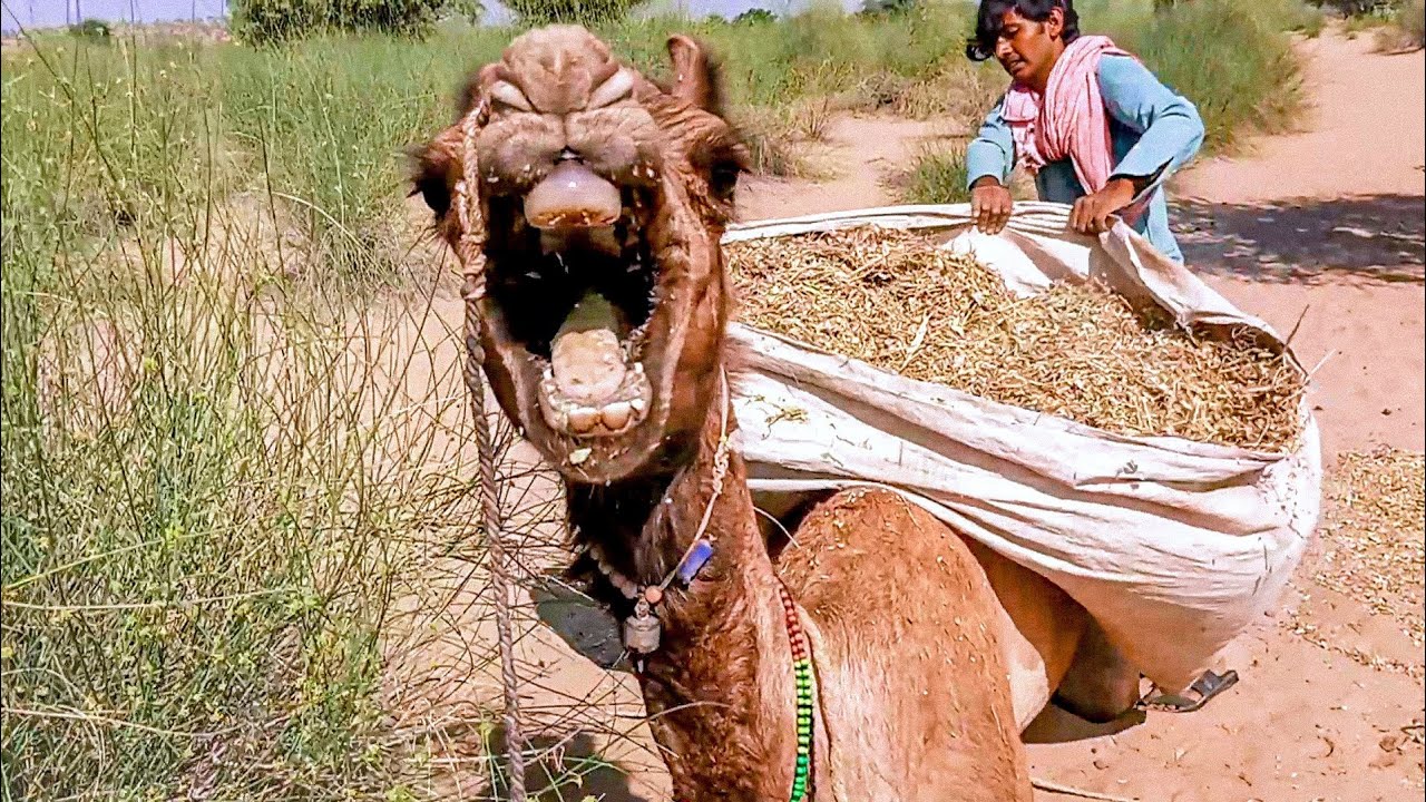 Roaring Camel || یھدر جمل || Camel Sounds || Camel Voice || Sounds Of ...