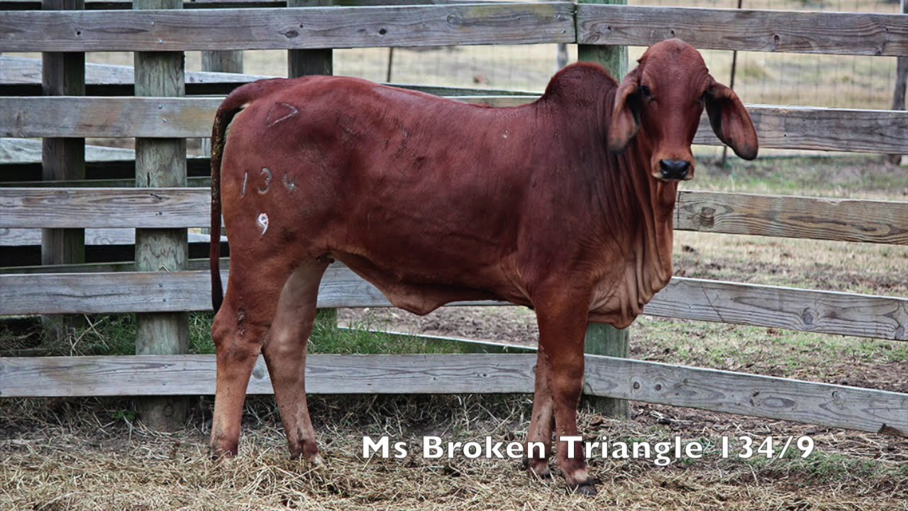 Broken Triangle Registered Red Brahman Heifers for Sale-2019 Calves ...