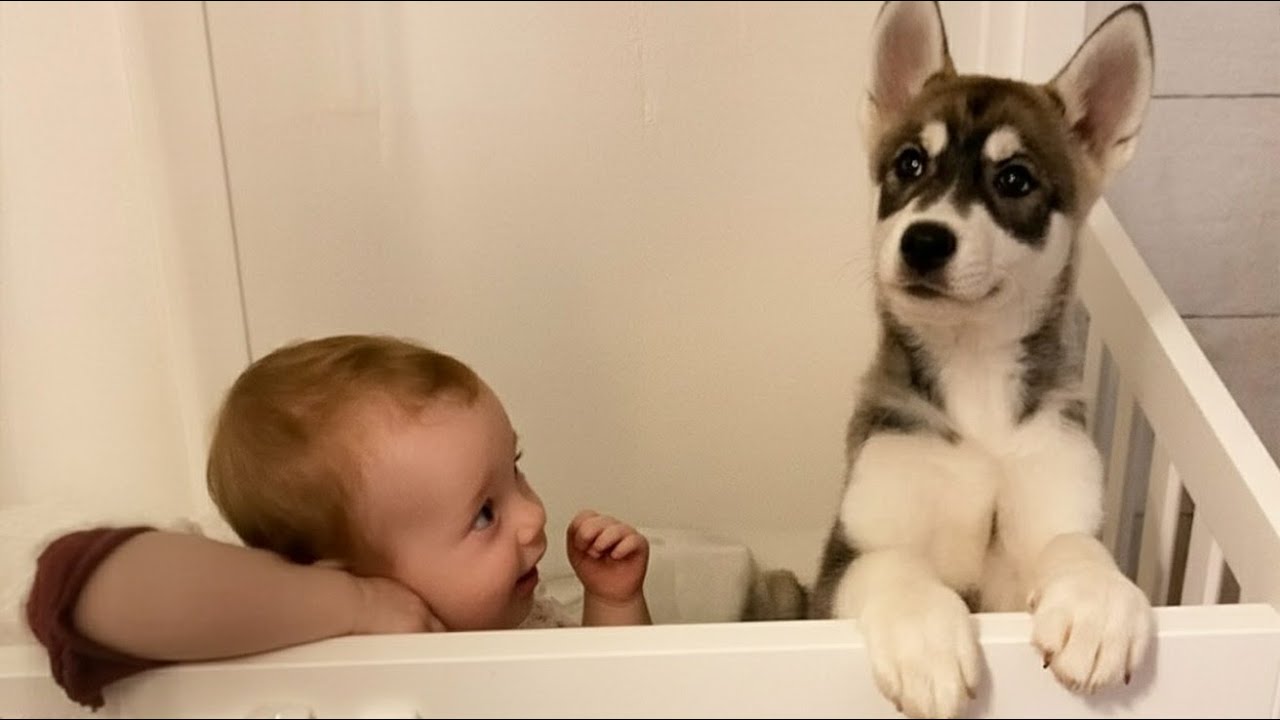 85 Pound HUSKY Refuses to Leave Baby's Room – What Parents Found at 2AM ...
