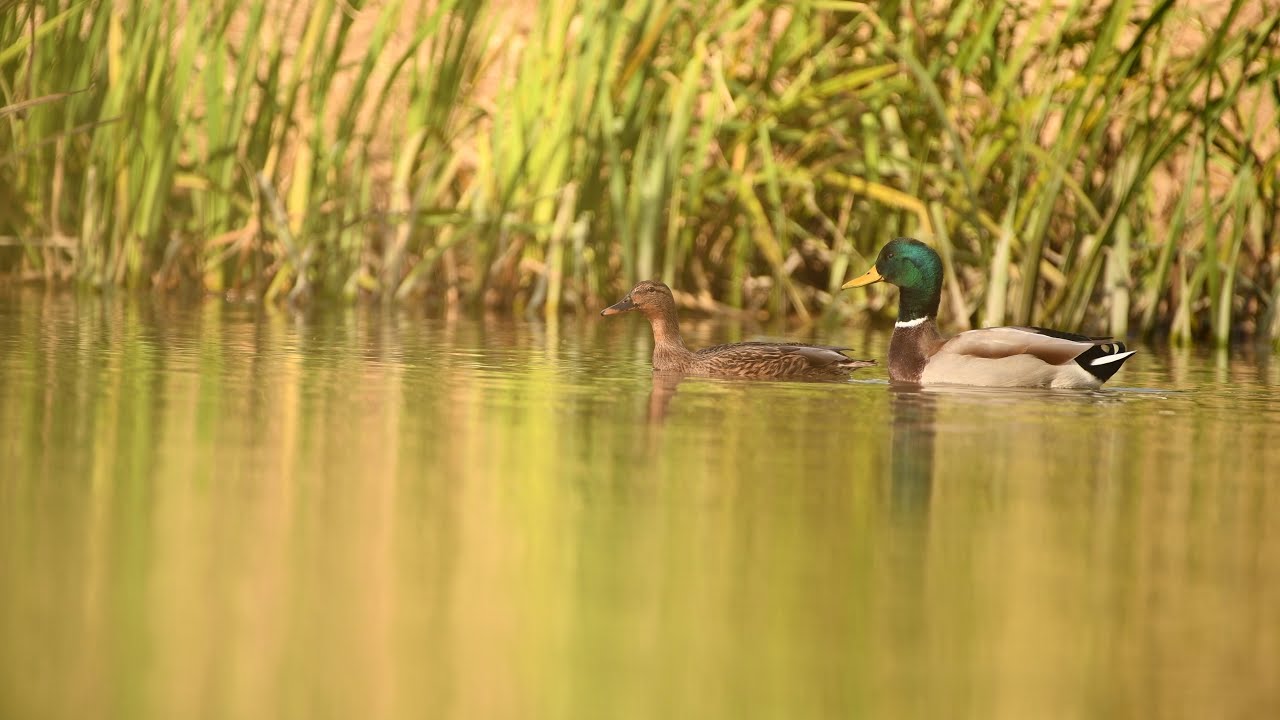Peaceful Ducks on a Quiet Lake - YouTube