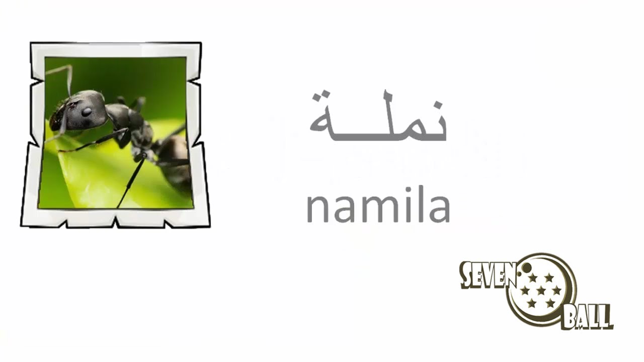 TOP 12 - Insects in Arabic - YouTube