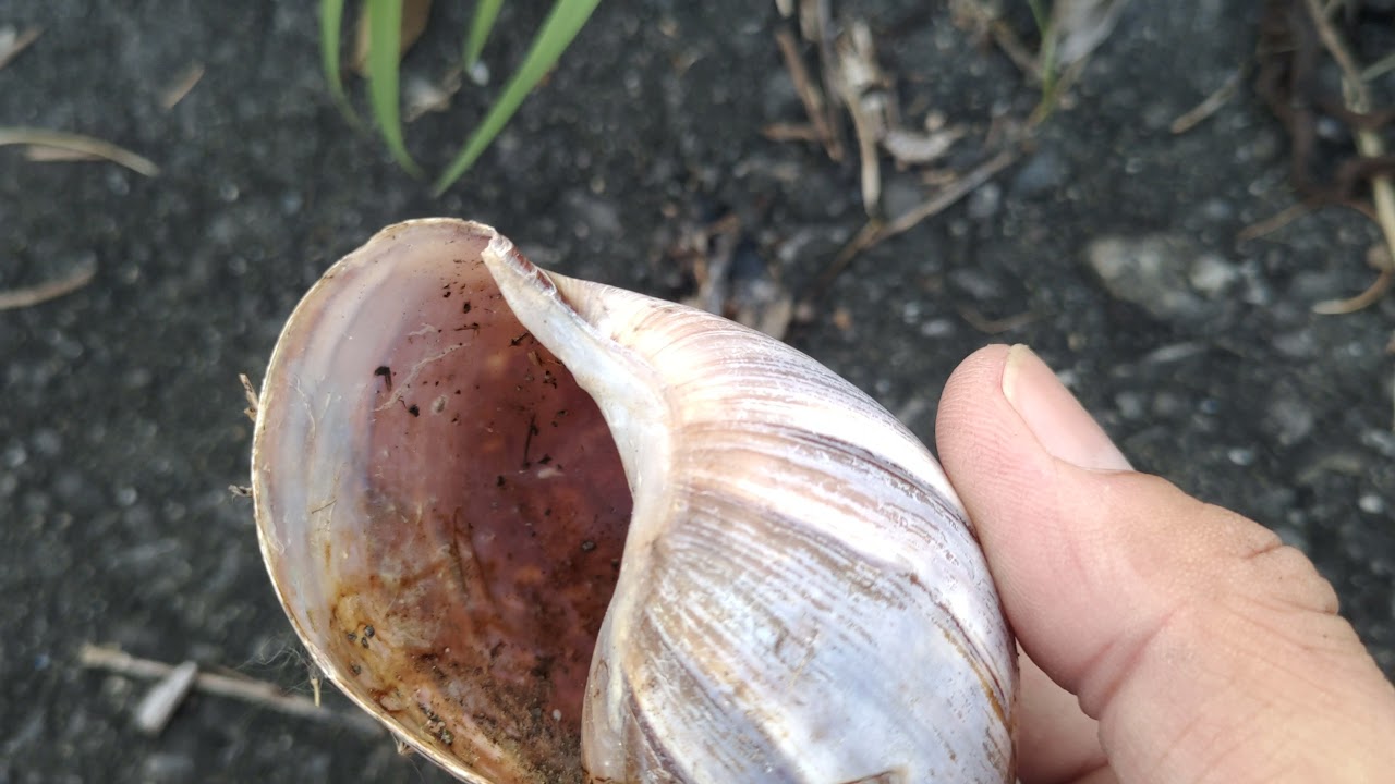 台湾カタツムリの殻 달팽이 껍질 kabuğu Taiwan_Snail shell 蝸牛殼Slakkenhuis salyangoz ...