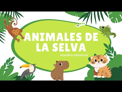 Conoce los Animales de la Selva | Video Educativo para Niños y Niñas 🐒🦜