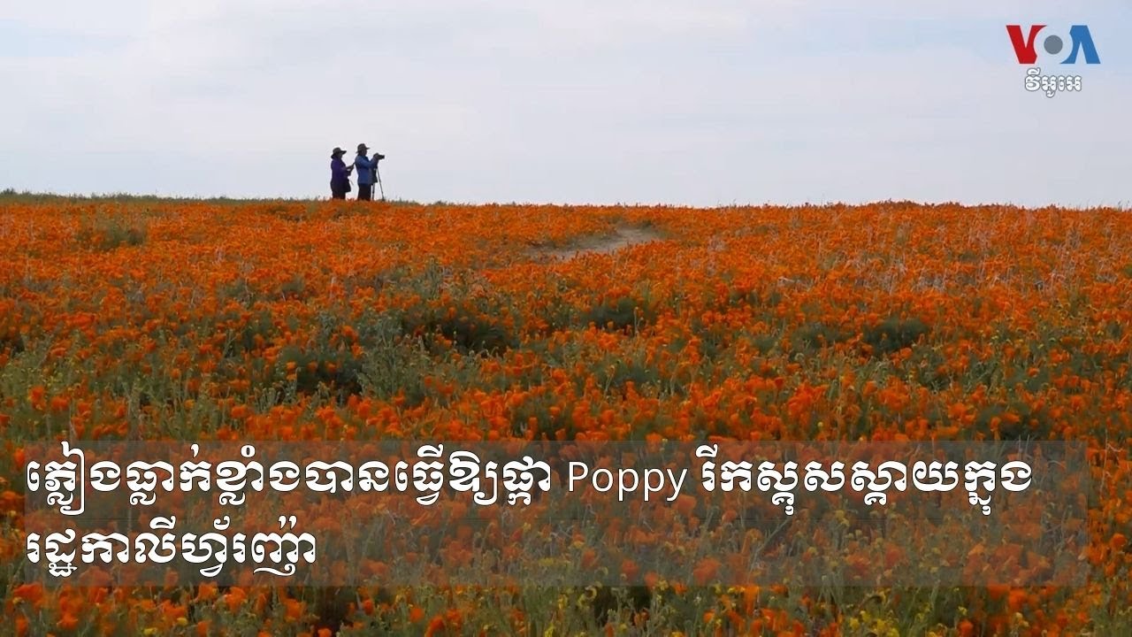 ភ្លៀង ធ្លាក់ ខ្លាំង បាន ធ្វើ ឱ្យ ផ្កា Poppy រីក ស្គុសស្គាយ ក្នុង រដ្ឋ ...