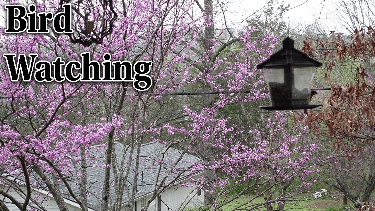 SPRING BIRD WATCHING WITH AMBIENT MUSIC 2024 - YouTube
