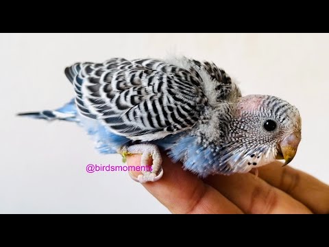 Topaz the blue baby budgie (Age 23 days) for Turquoise and Jade the ...
