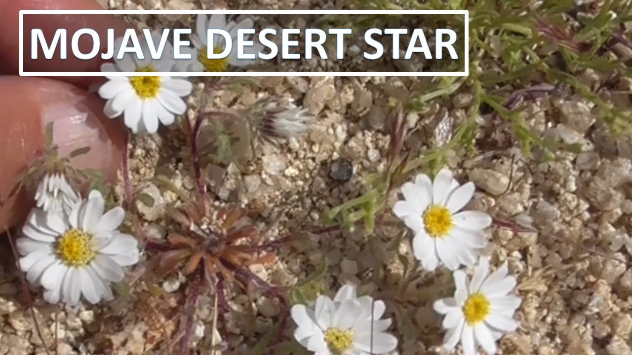 MOJAVE DESERT STAR Monoptilon bellioides; Anza-Borrego Sonoran Desert ...