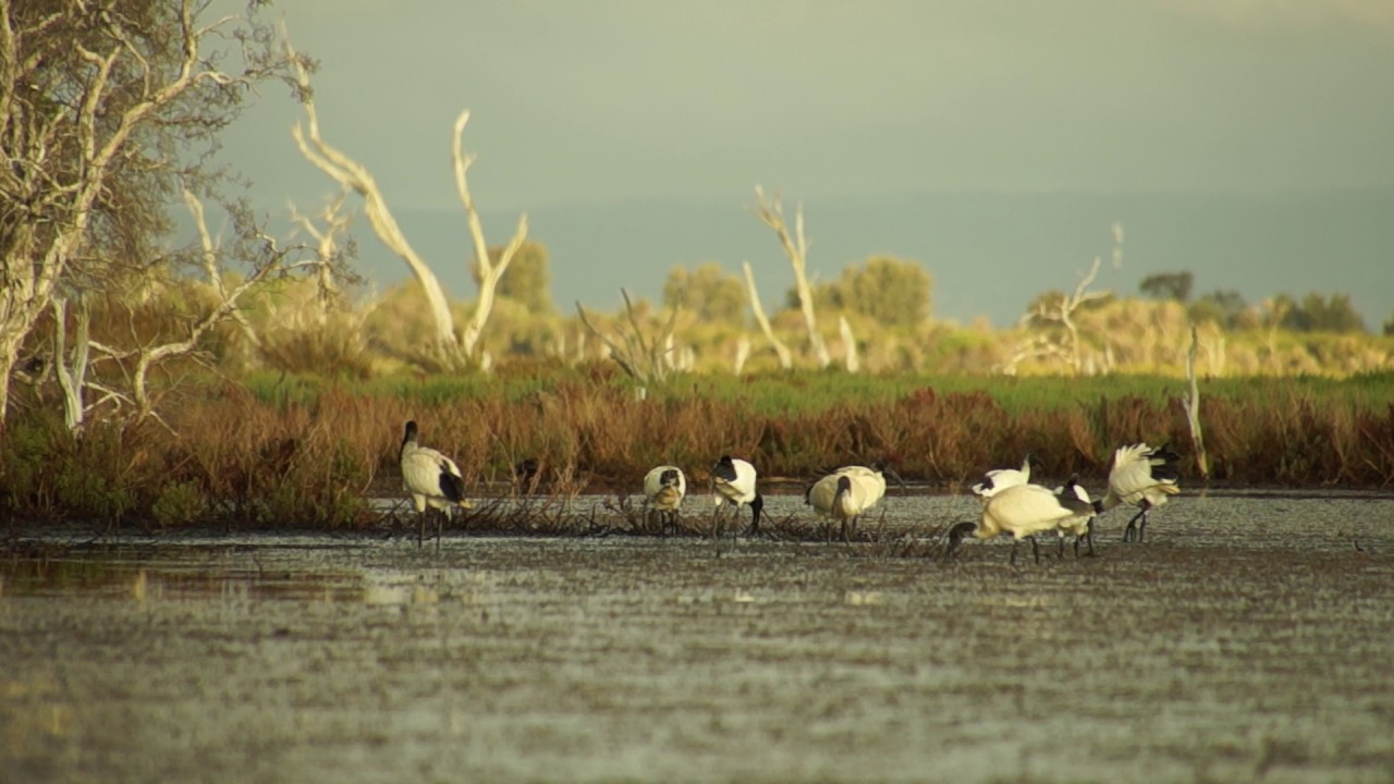 Mixed birds at Erskine Walk Trail, Mandurah, Western Australia - YouTube