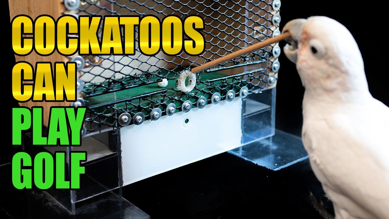 Cockatoos Learn To Play GOLF! - YouTube