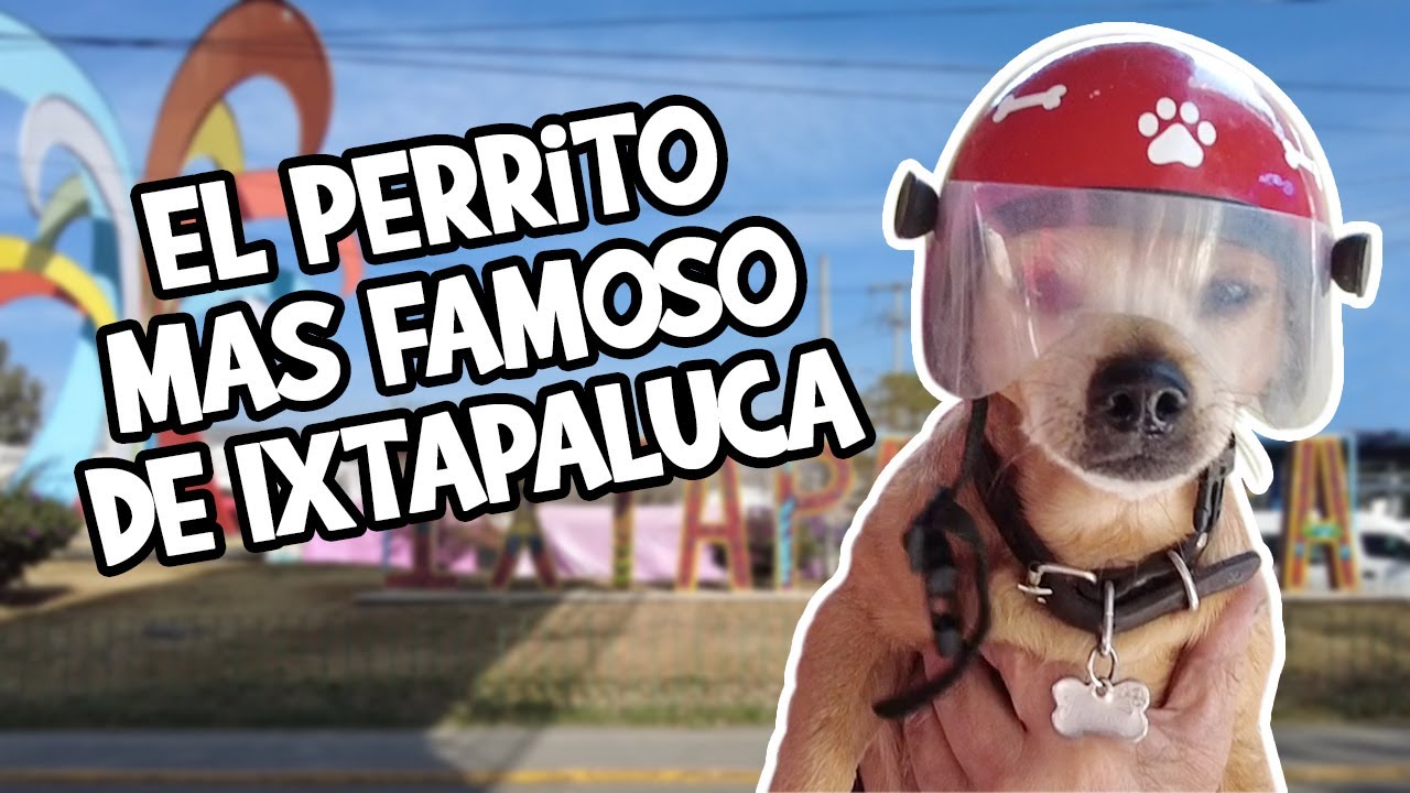 Mr. Simón | El perrito más famoso de IXTAPALUCA - YouTube