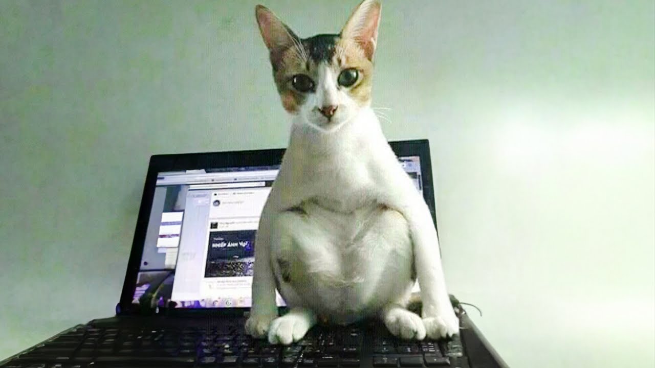 Totally normal cat behaviour 🐱Funny Dogs and Cats Video - YouTube