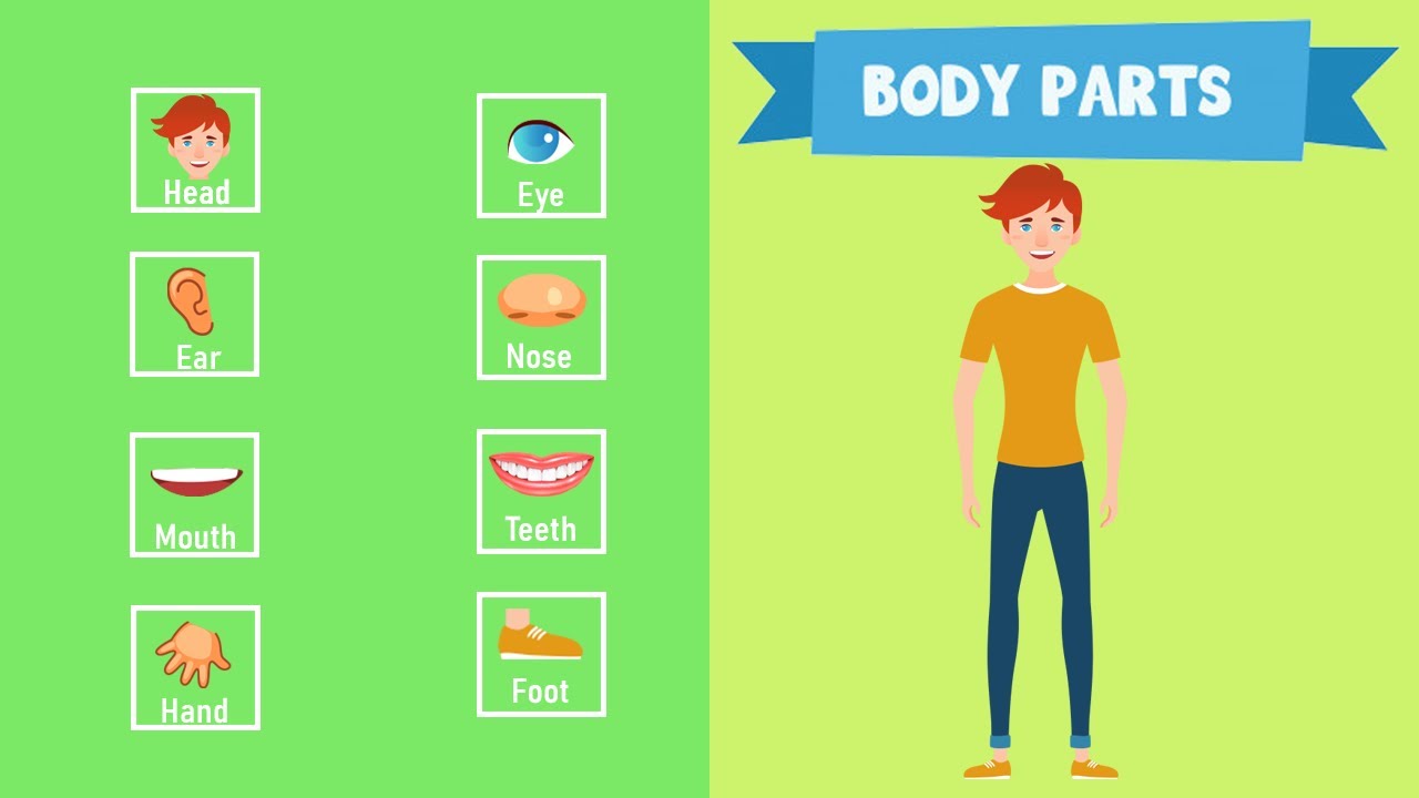 Parts of Body | Learn body parts | Basic Human Body parts #kidsLearning ...