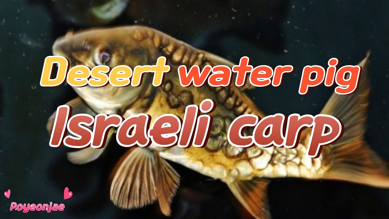 Desert water pig Israeli carp - YouTube