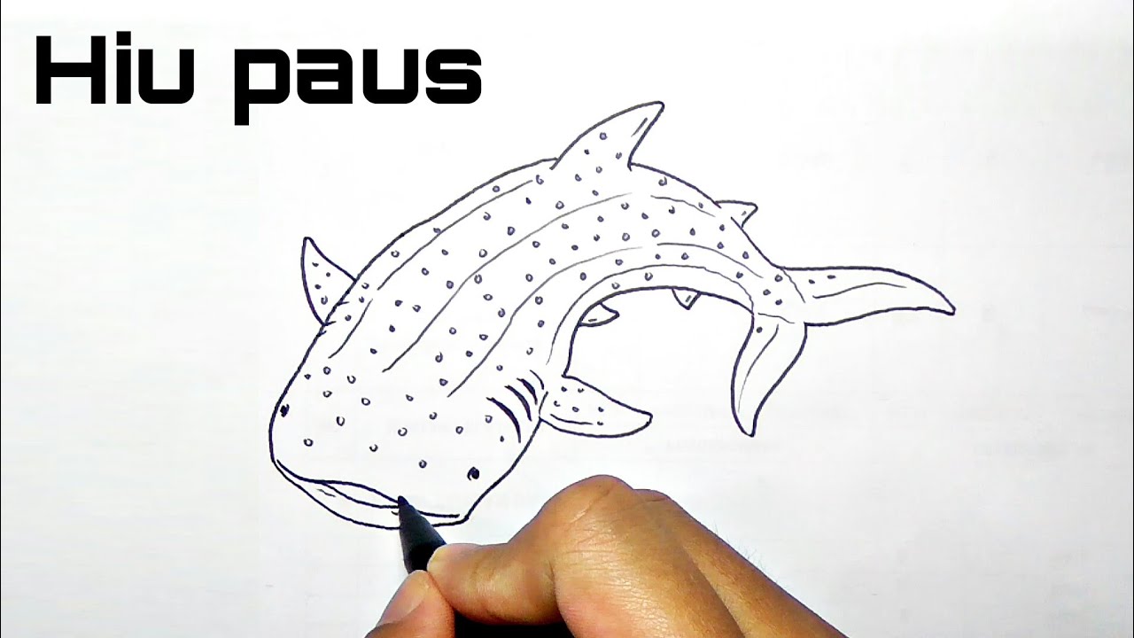 CARA MENGGAMBAR IKAN HIU PAUS YANG GAMPANG - YouTube