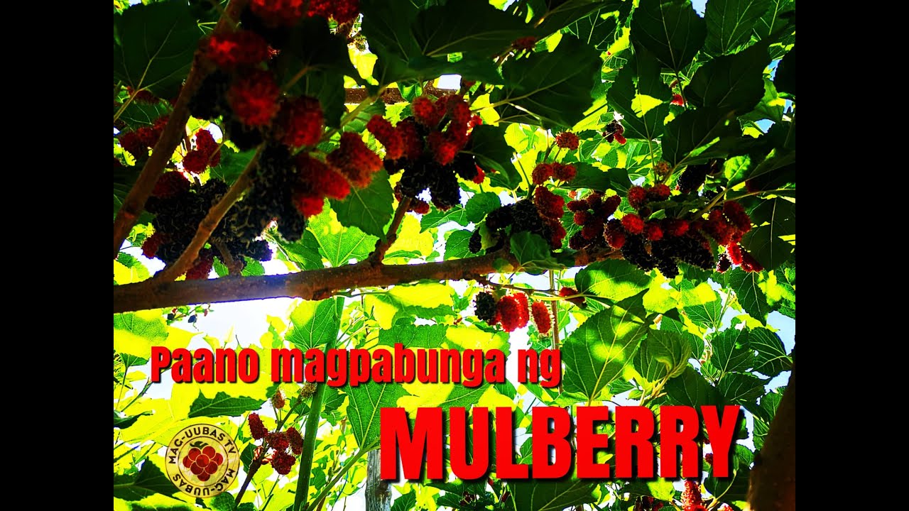PAANO MAGPABUNGA NG MULBERRY - YouTube