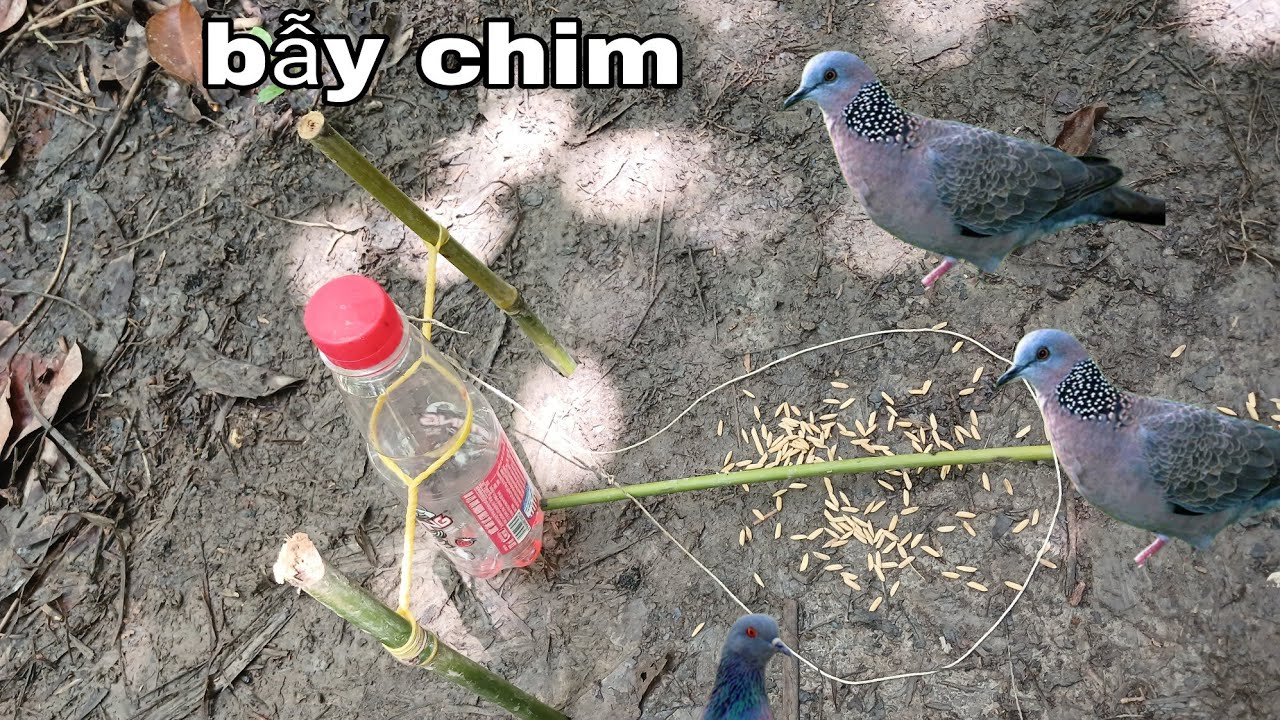 cách bẫy chim đơn giản bằng chai nhựa hiệu quả 💯how to make a simple ...