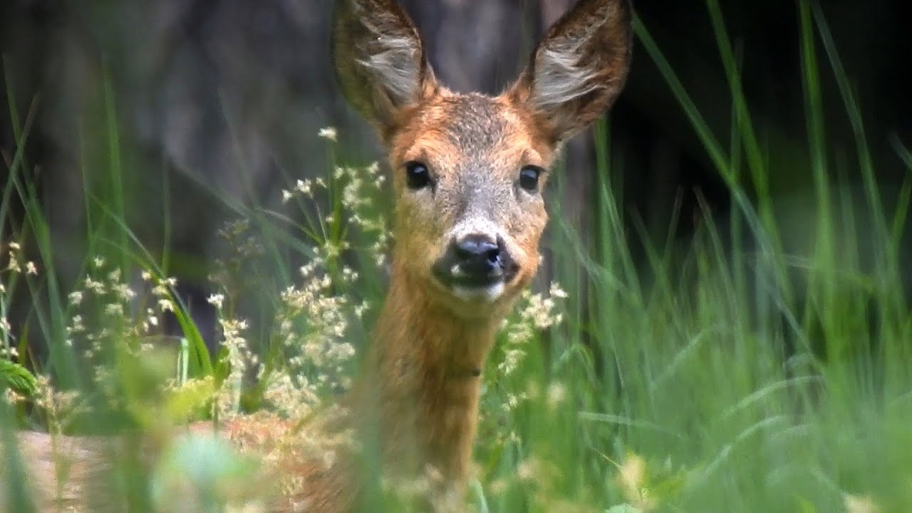Srna obecná (Capreolus capreolus),Reh,Roe deer - YouTube