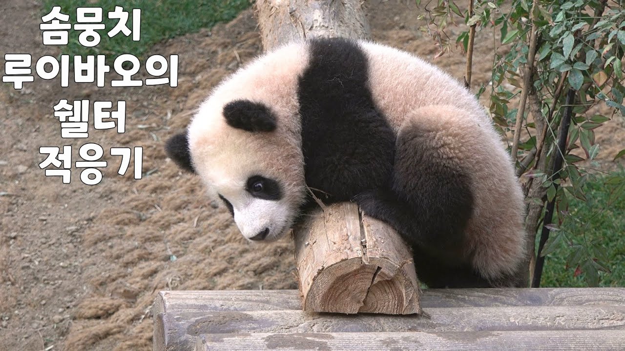 에버랜드 판다 솜뭉치 루이바오의 순조로운 쉘터 적응기 진지하게 치열하게 즐겁게 방사장에 적응하며 노는 루이바오 Youtube
