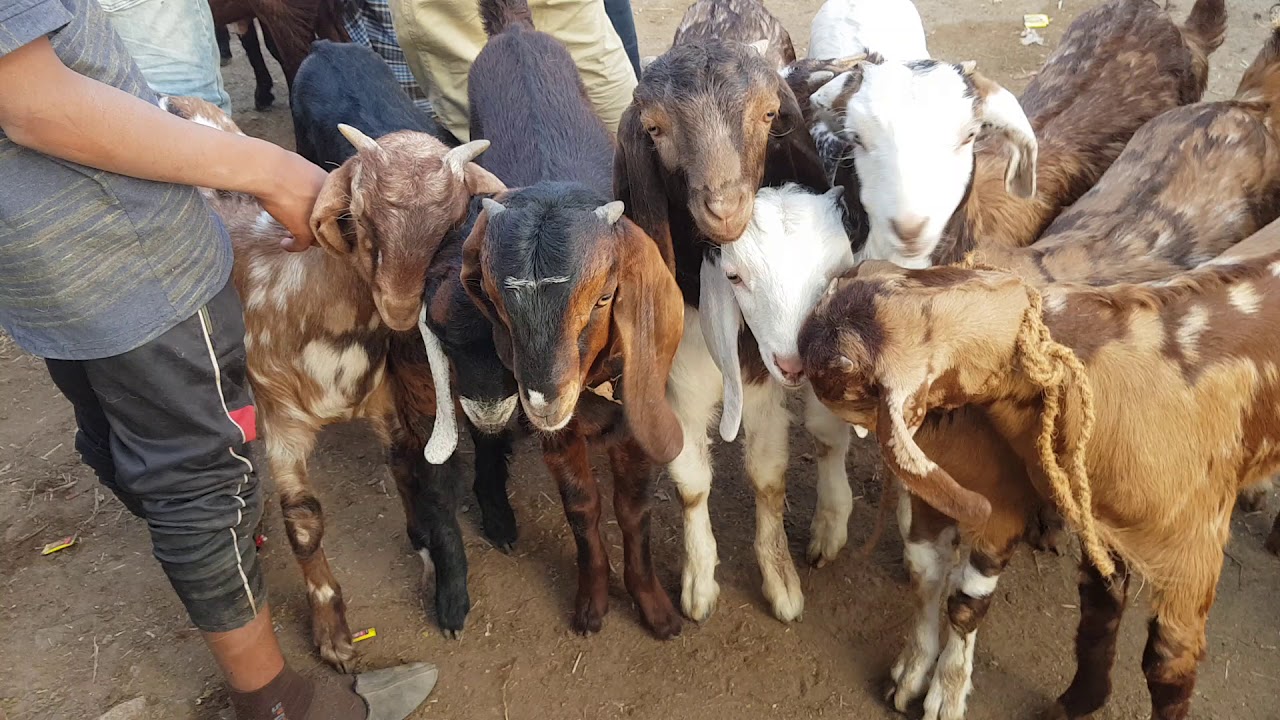 Ajmer Bakra Mandi Rajasthan - YouTube