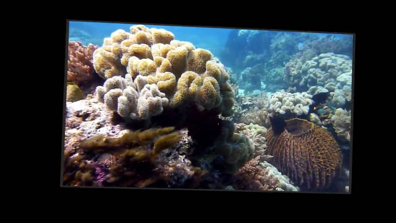 It's better in Bohol--Diving Cabilao Island HD - YouTube