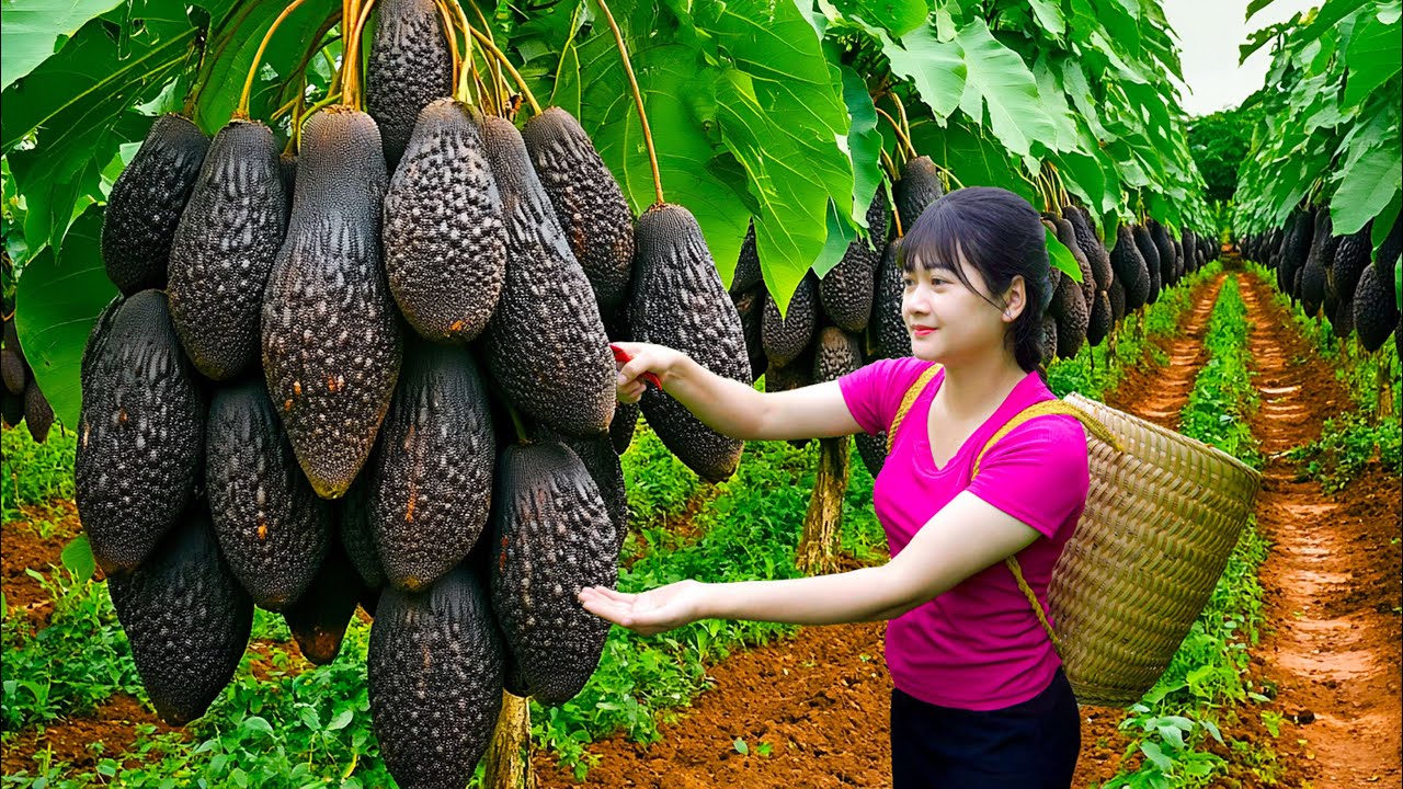 300 Days of Waiting – Harvesting Rare Queen Mangoes for Sale & Making ...