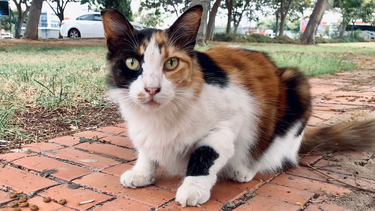 Ginger Tabby And Beautiful Hairy Calico Enjoying Breakfast 😻 - YouTube