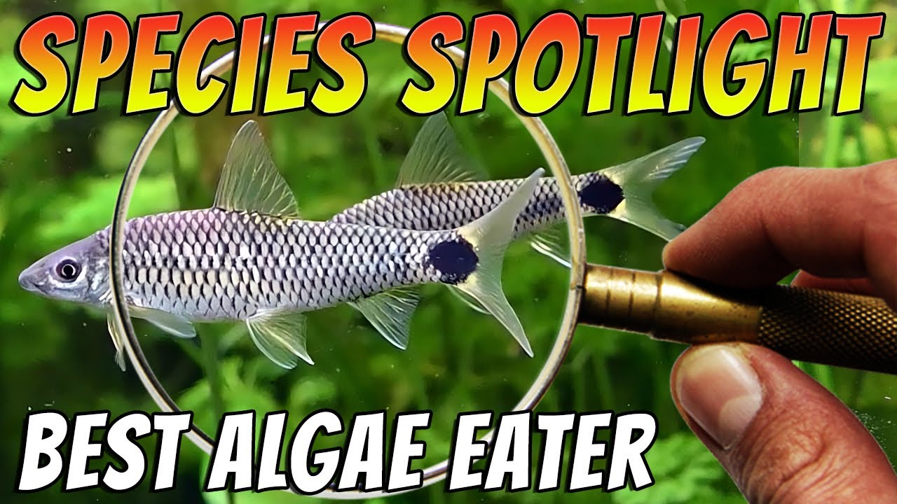 Meet the Best Algae Eating Fish The Silver Flying Fox - Crossocheilus ...