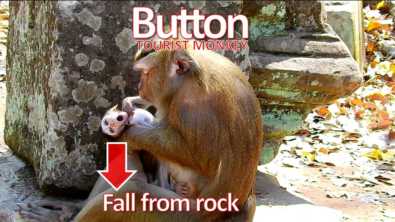 OMG tiny baby Button fall down during Caara nurse, Button head hit the ...