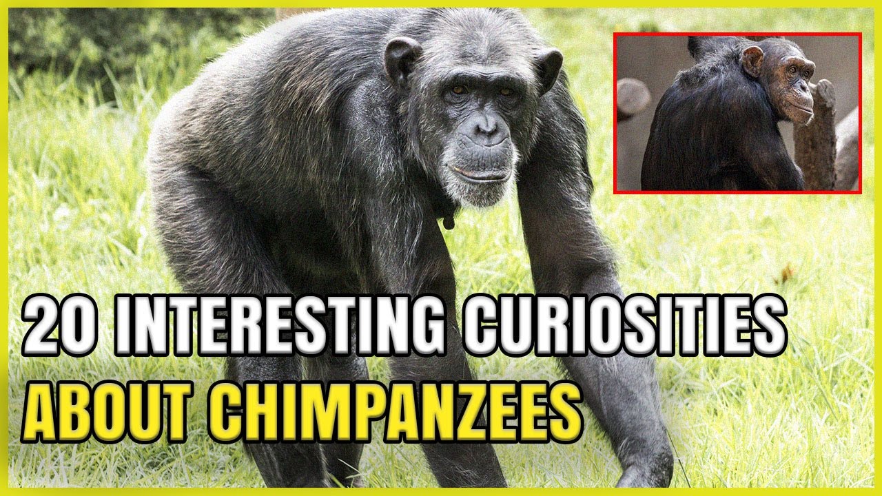 Discover 20 Fascinating Chimpanzees Facts You Probably Didn't Know ...
