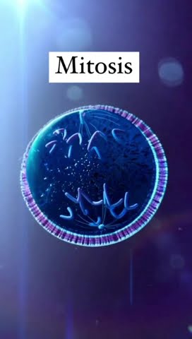 mitosis 3d animation video #shrorts #neet - YouTube
