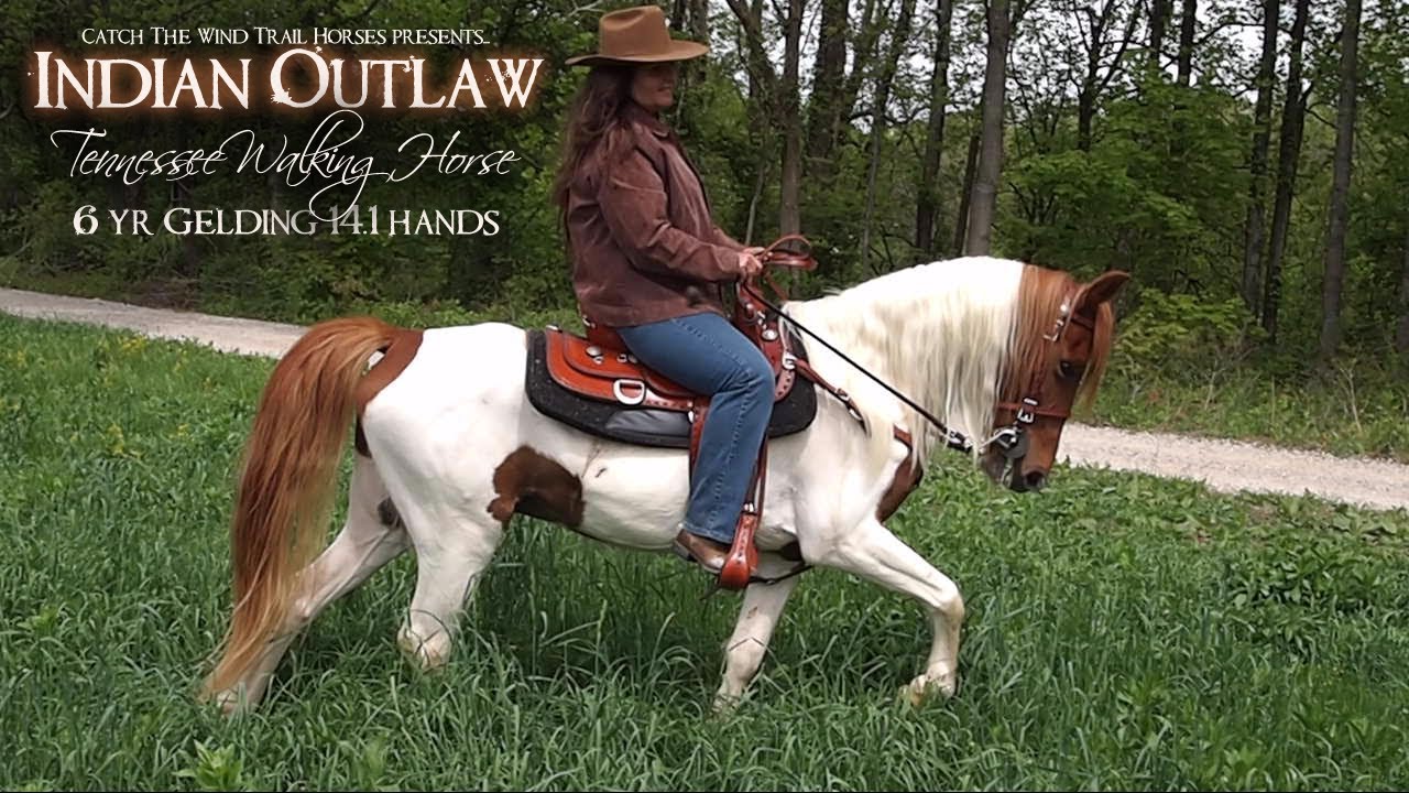 Indian Outlaw Tennessee Walking Horse - YouTube