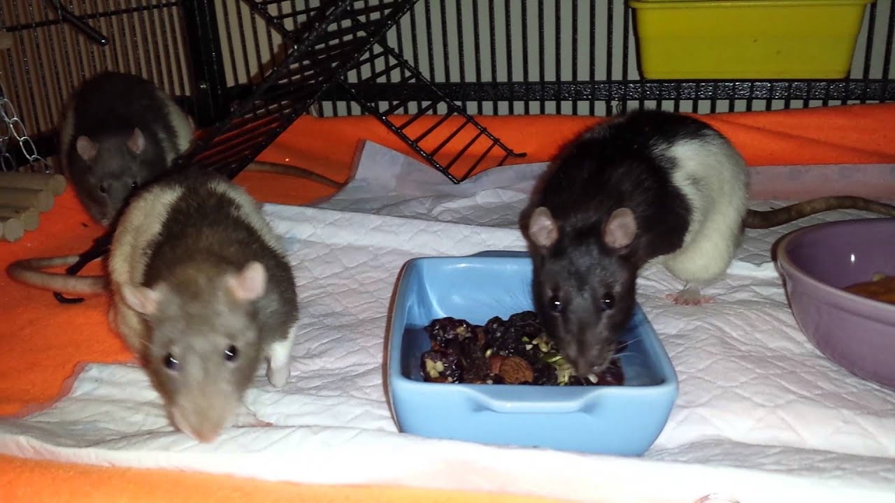 Rats Eat all the snacks! - YouTube