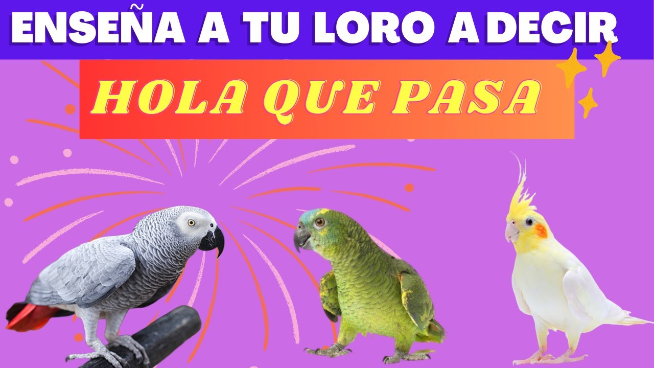👉🦜 Enseñar a tu Loro a Decir. HOLA QUE PASA , Como enseñar a hablar a ...