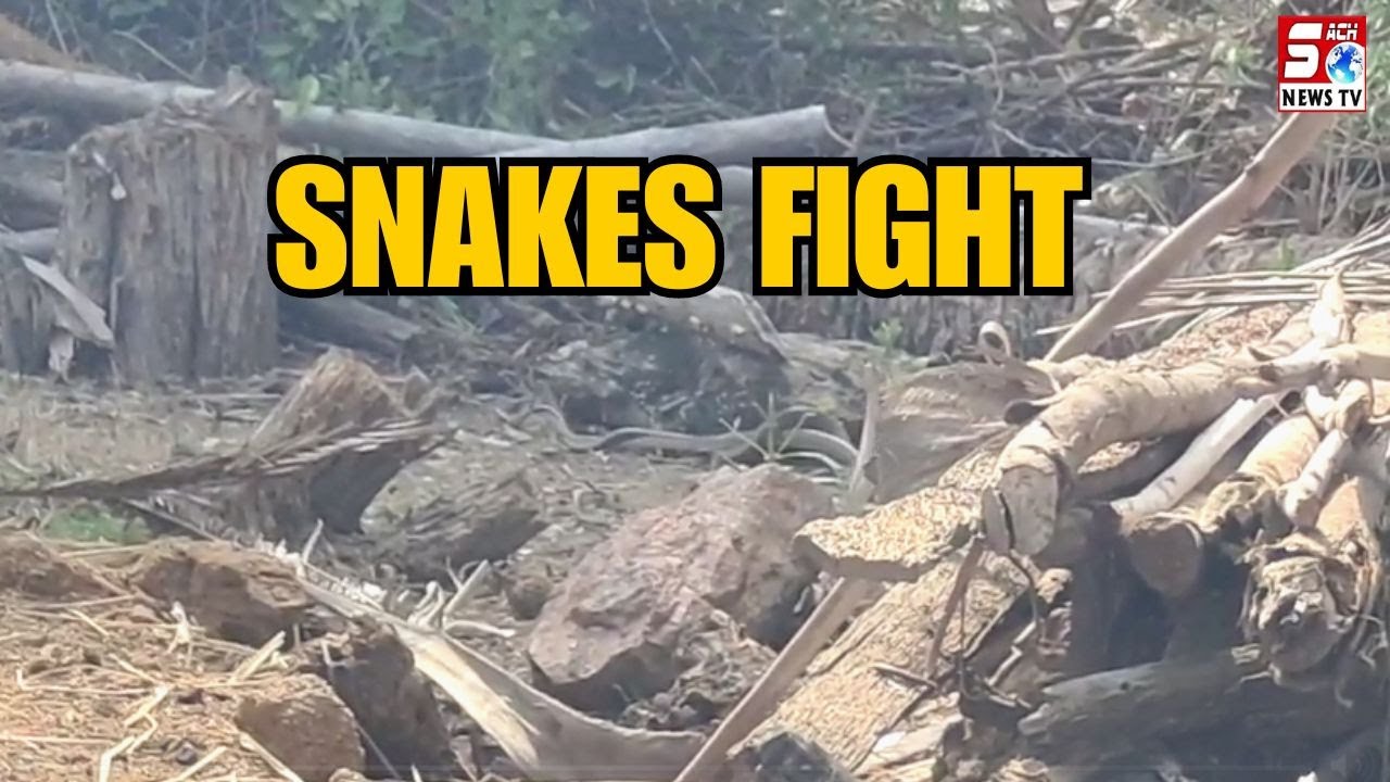 Snake Fight in Talavalasa Village of Laveru mandal, Srikakulam District ...