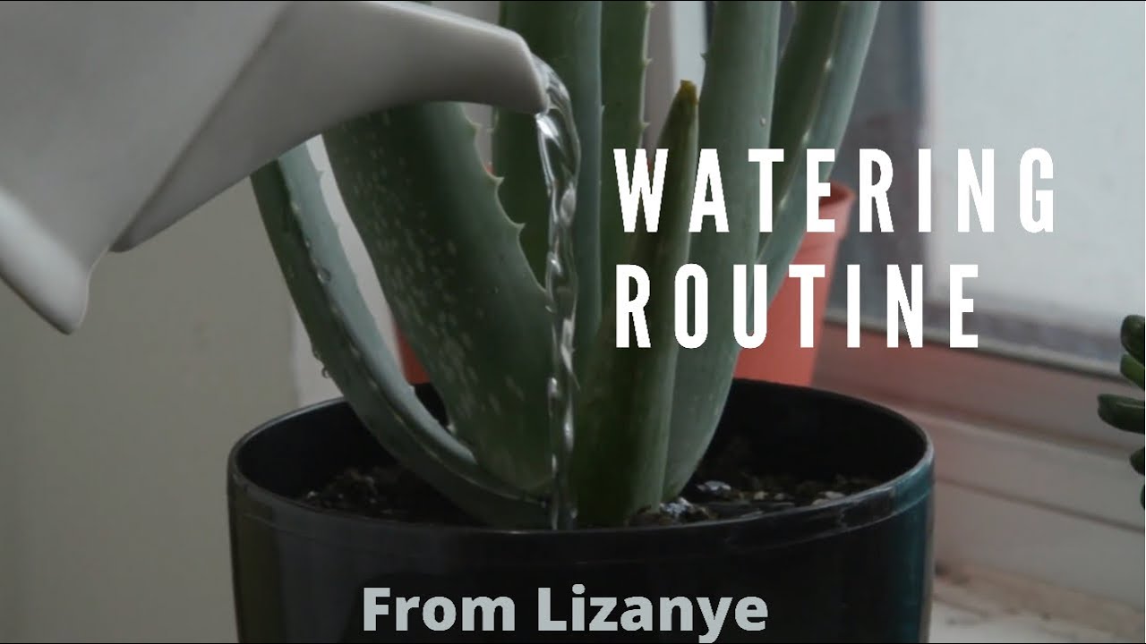 Plant Watering Routine - YouTube