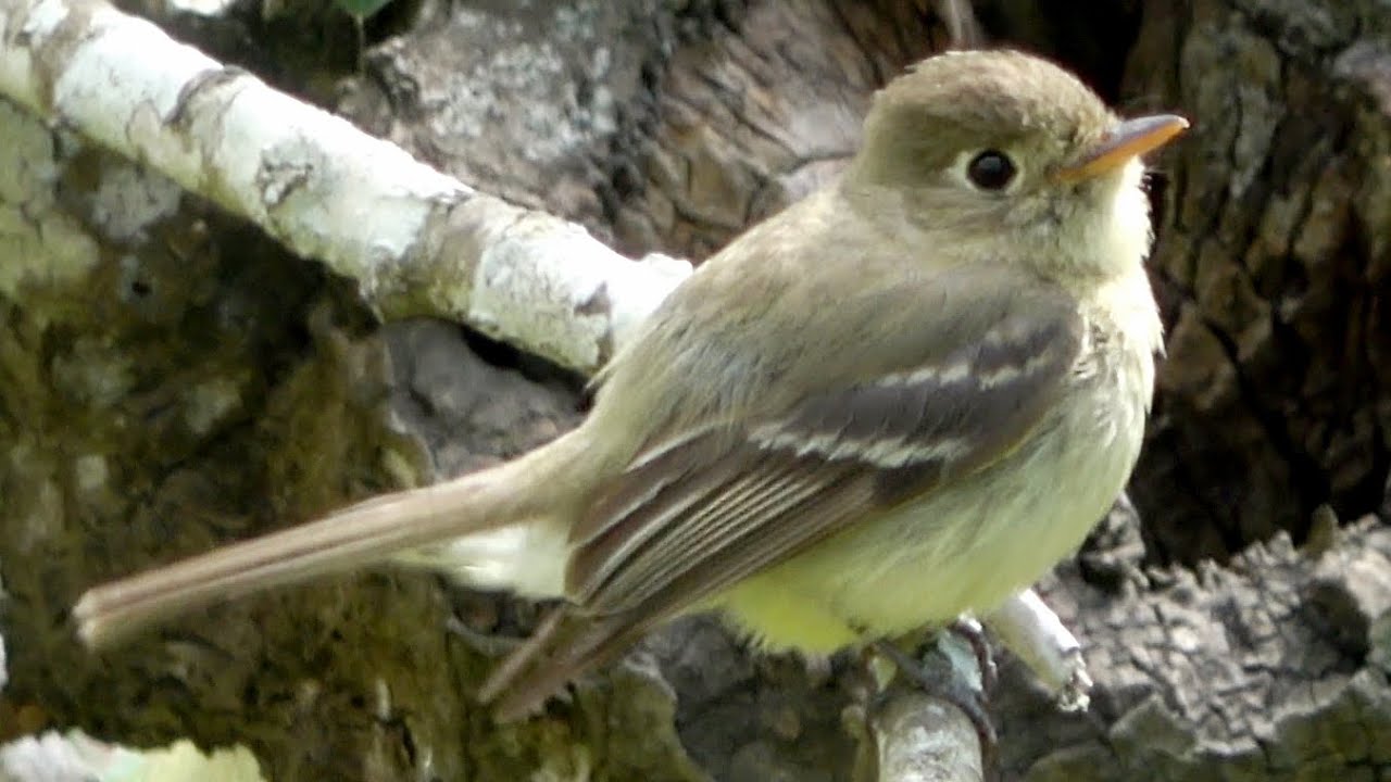 Pacific Slope Flycatcher