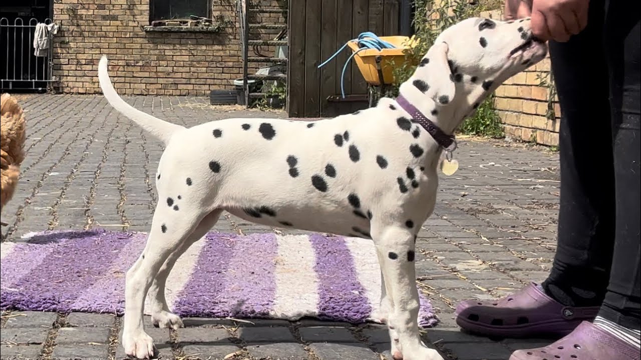 Training Tuesday: 5 easy tricks to teach any dog - YouTube