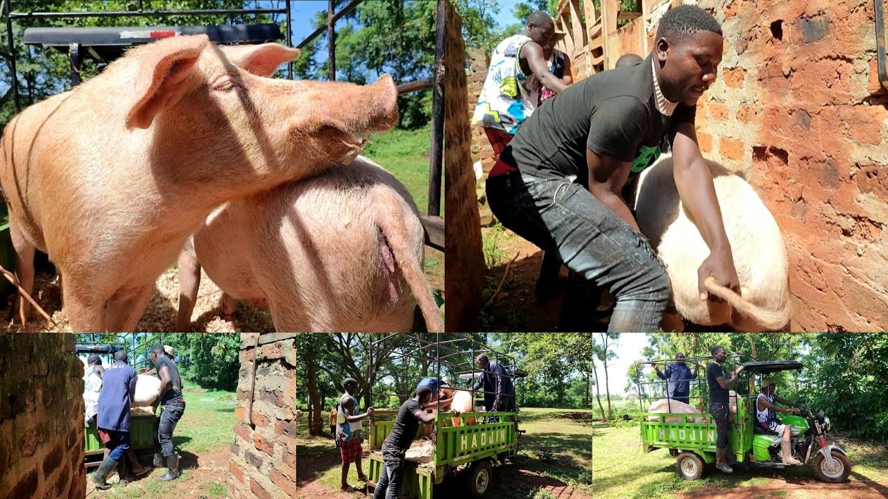 Sad! We are Letting Go some of our Pigs || Witness the Struggle Of ...